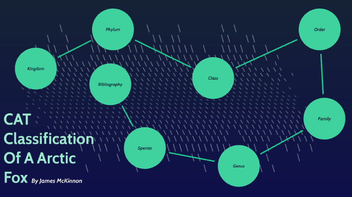 CAT Classification Of A Arctic Fox by James McKinnon on Prezi