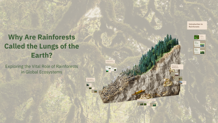 Why Are Rainforests Called the Lungs of the Earth? by mishaal mishaal ...