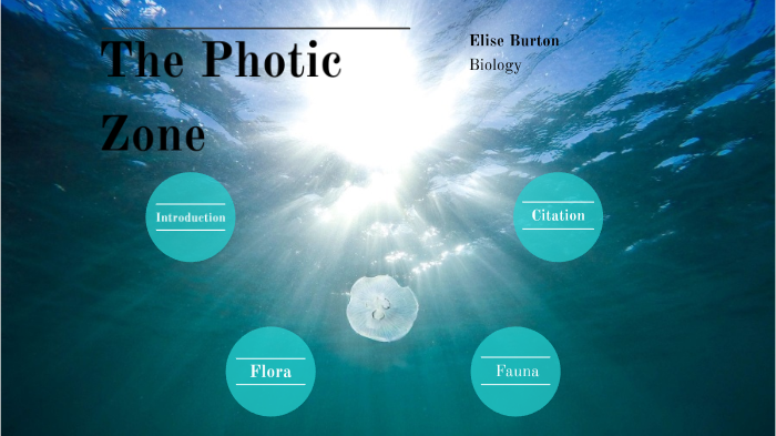 Ocean Photic Zone by Elise Burton on Prezi