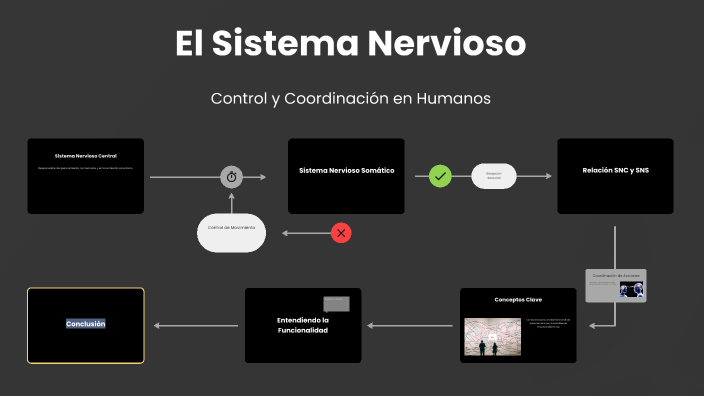 El Sistema Nervioso Central y el Sistema Nervioso Somático by Paola ...