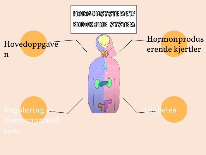 Hormonsystemet (endokrine system) by Martin Nguyen on Prezi