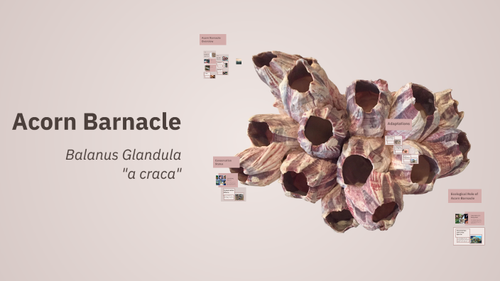 Acorn Barnacle by Edward Messinger on Prezi