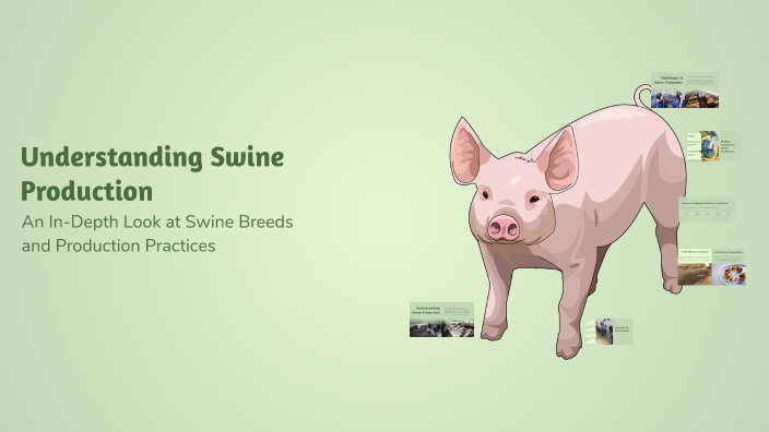 Understanding Swine Production by Jon Redd Almonte on Prezi