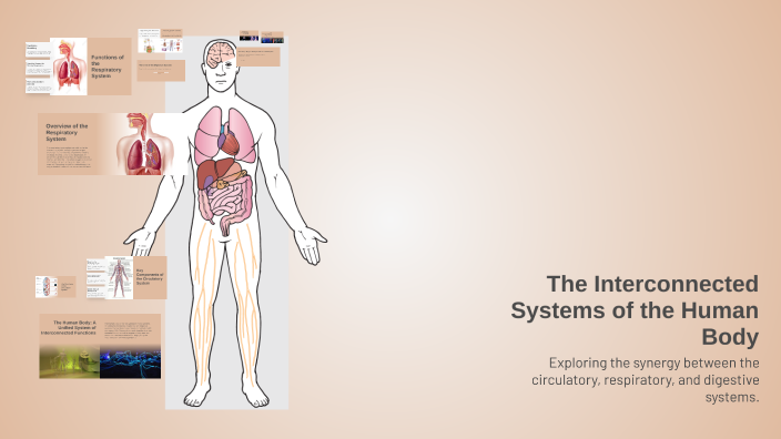 The Interconnected Systems of the Human Body by Kylee Anderson on Prezi