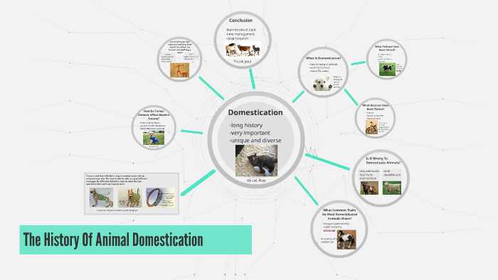 The History Of Animal Domestication by Jack Bradley on Prezi