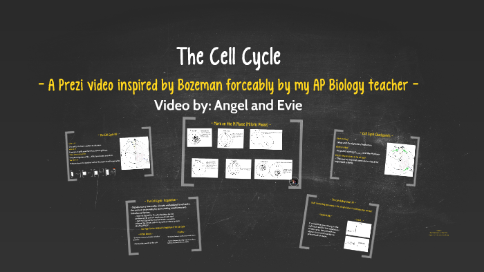 The Cell Cycle: AP Biology Project by Nicole Osaseri on Prezi