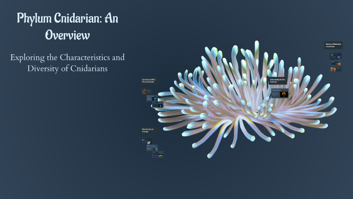 (Corey,Isaac) Phylum Cnidarian: An Overview by Sara Koza on Prezi