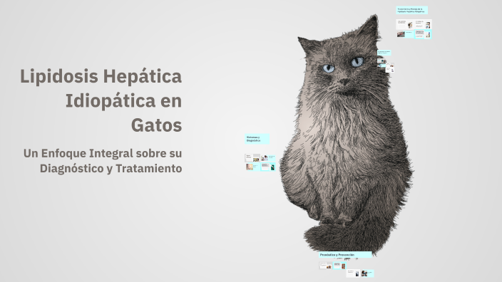Lipidosis Hepática Idiopática en Gatos by Ximena Cruz on Prezi