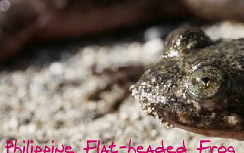 Philippine flat-headed Frog by Jonna Ellaine Jordan on Prezi