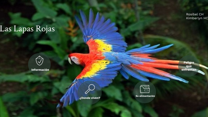 Las Lapas Rojas by Kimberlyn Hernandez on Prezi