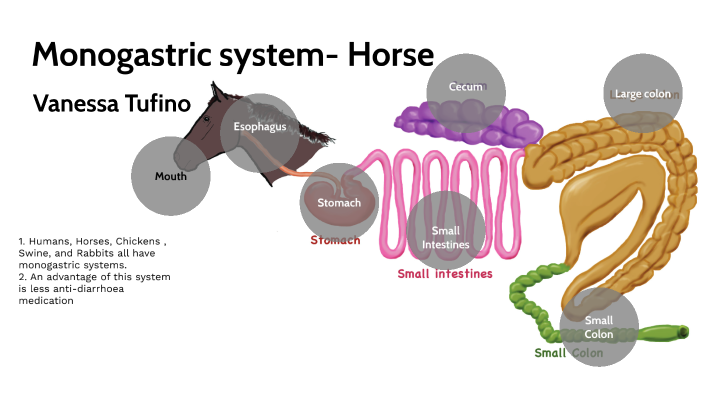 PBM 6 - Monogastric System by vanessa tufino on Prezi