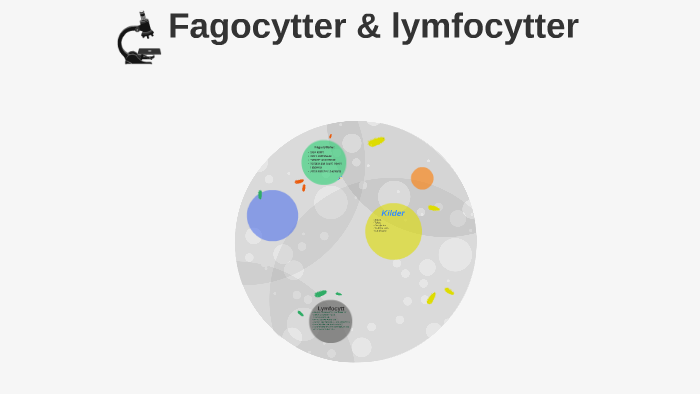 Fagocytter & lymfocytter by Ine Svendsen on Prezi