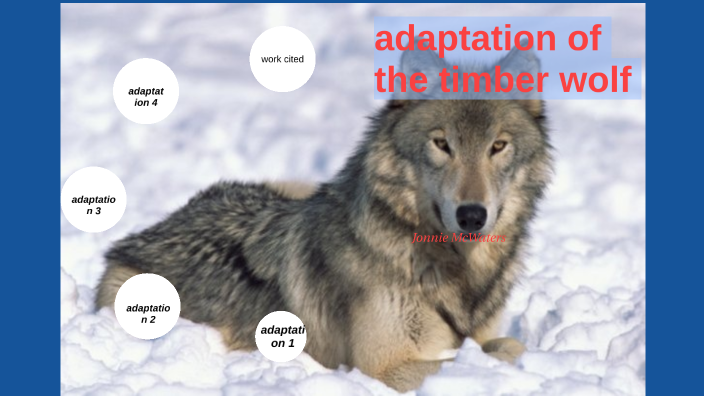 timber wolf adaptation by Jonnie McWaters on Prezi