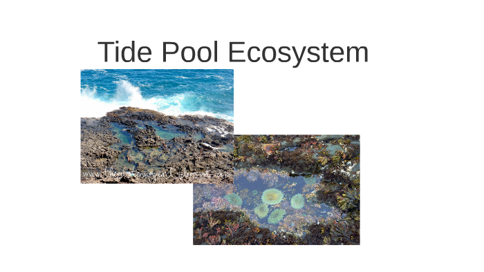 Tide Pool Ecosystem by Phoebe Link on Prezi