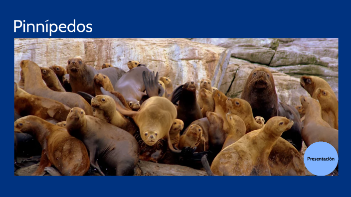 Pinnípedos by Lautaro Oyarzún on Prezi