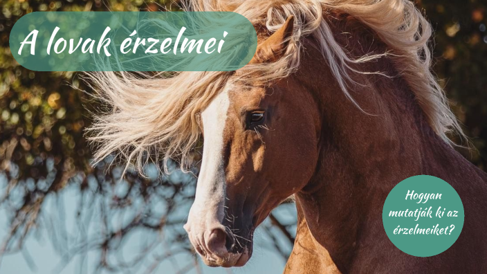 A lovak érzelmei by Klaudia T on Prezi