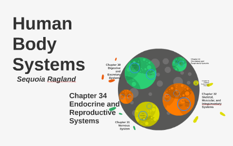 Human Body Systems by Sequoia Ragland on Prezi