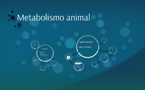 Metabolismo animal by Rose Becerril on Prezi