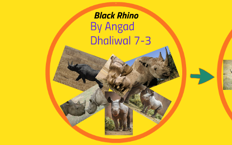 What do they look like by Angad Dhaliwal on Prezi