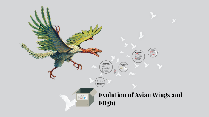 Evolution of Avian Wings and Flight by Charlie Michael