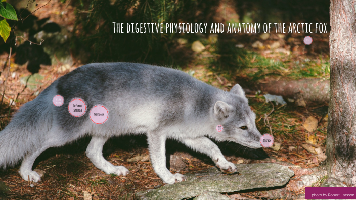 Arctic fox digestive system by Maryam Alhamdan on Prezi