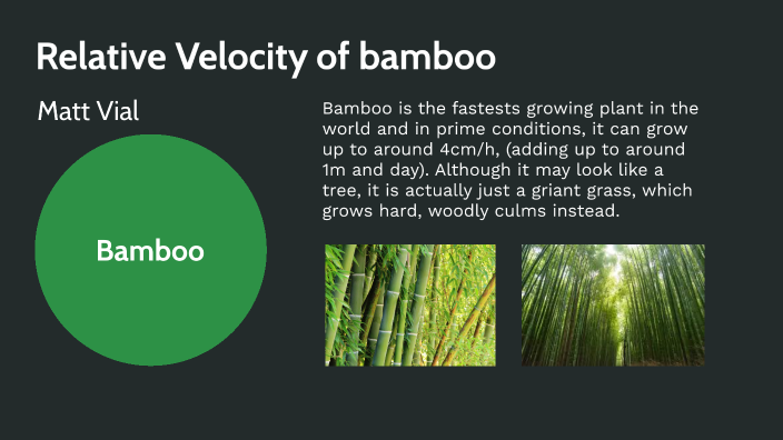 Bamboo by Matt Vial on Prezi