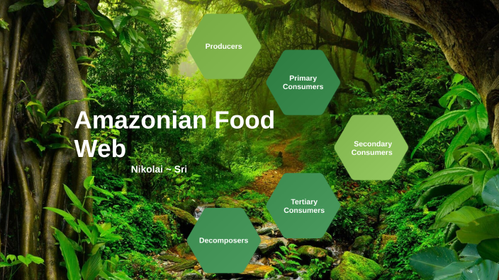 Amazonian Food Web by Nikolai Queja on Prezi