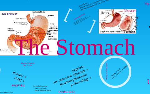 Science Project Presentation; The Stomach by Elizabeth Whan on Prezi