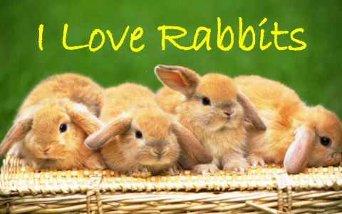 Rabbit presentation by Julie Raabe on Prezi