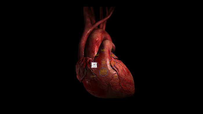 What is the circulatory system by Russian Rocket on Prezi