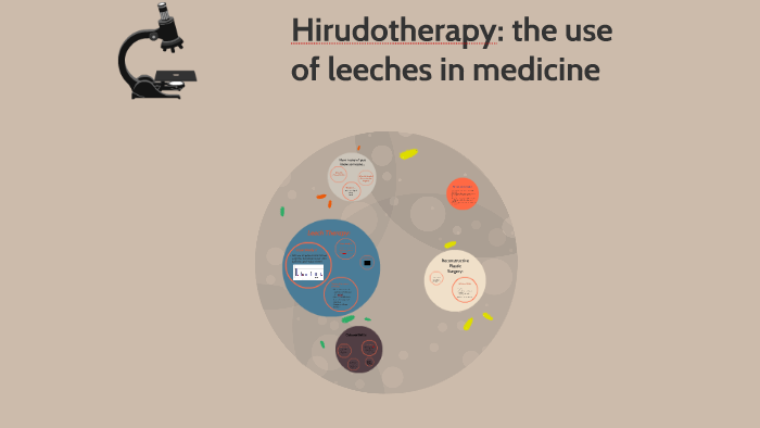 Hirudotherapy: the use of leeches in medicine by on Prezi