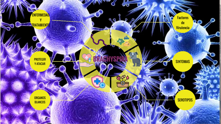 BRACHYSPIRA by Juan Pablo Rincon Barrotes on Prezi