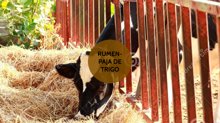 RUMEN-PAJA DE TRIGO by Virginia Migani on Prezi