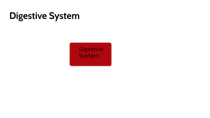 Digestive System by David Yokeum on Prezi