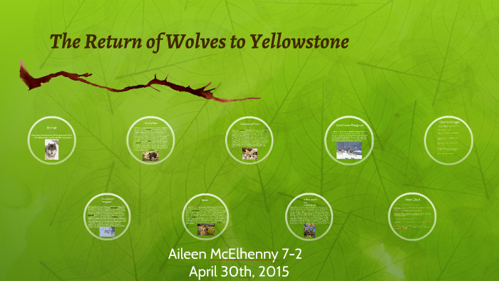 The Return of Wolves to Yellowstone by Aileen McElhenny