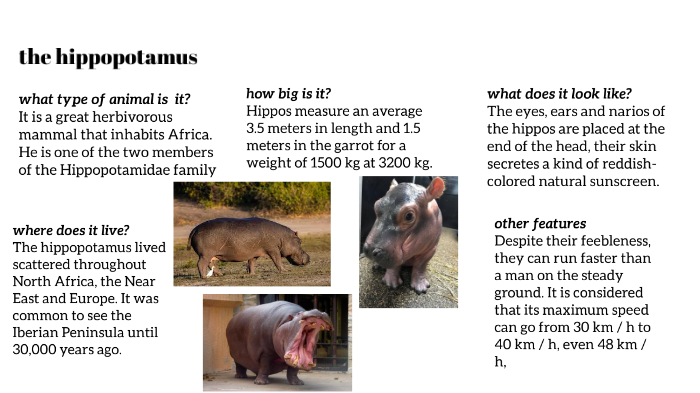 infografia animal angles by Roger Villalba on Prezi