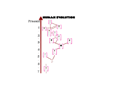 Human Evolution Phylogenetic Tree Diagram by Kanoe-Maile Nicola on Prezi