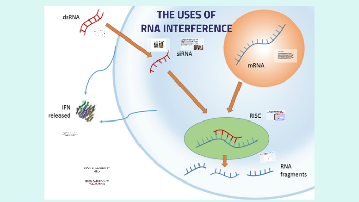 THE SHORT NON-CODING RNAs and GENE SILENCING by Büşra Umar