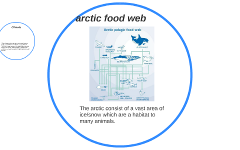 arctic food web by Kasun Vithanage on Prezi