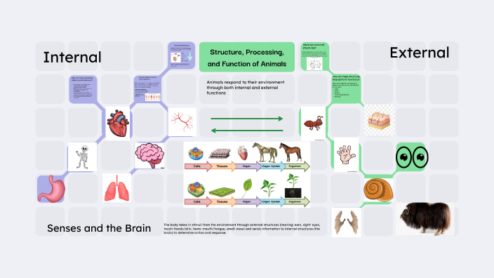 The Structure, Processing, and Function of Animals by michaela ...