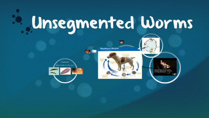 Unsegmented Worms by Petra Spencer on Prezi