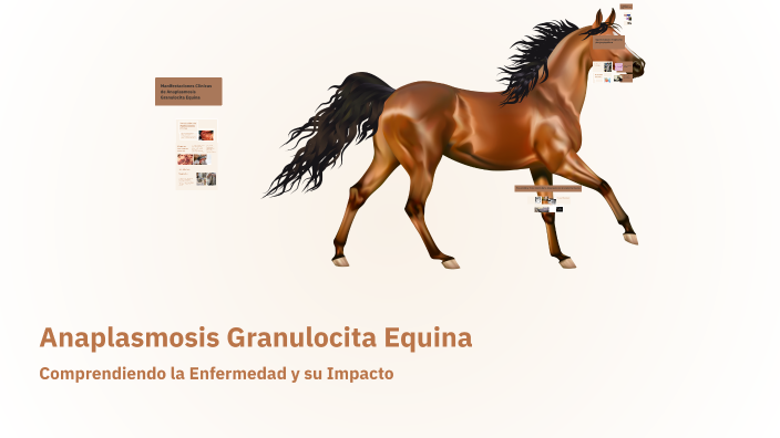Anaplasmosis Granulocita Equina by Alejandra Hidalgo on Prezi