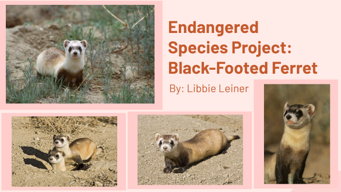 Endangered Species Project: Black-Footed Ferret by Elizabeth Leiner on ...