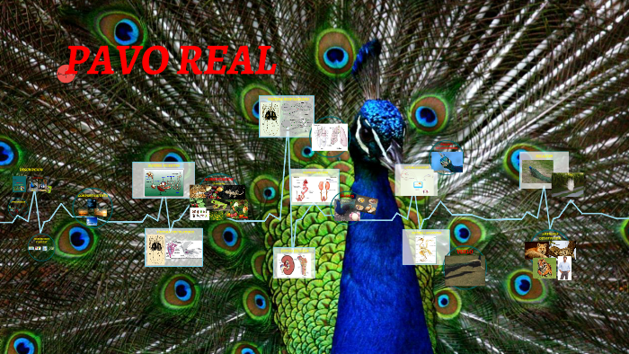 PAVO REAL by Alba _mf on Prezi