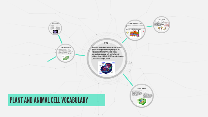 PLANT AND ANIMAL CELL VOCABULARY by Neftaly Martinez on Prezi