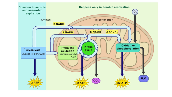 mock trial by agam chawla on Prezi