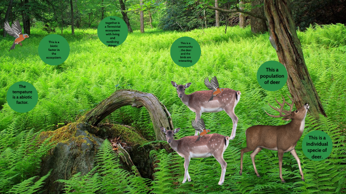 Deer Ecosystem by Atlie La on Prezi