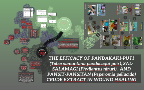 THE EFFICACY OF PANDAKAKI-PUTI (Tabernamontana pandacaqui p by Joseph ...