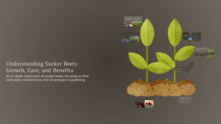 Understanding Sucker Beets: Growth, Care, and Benefits by lianne pool ...