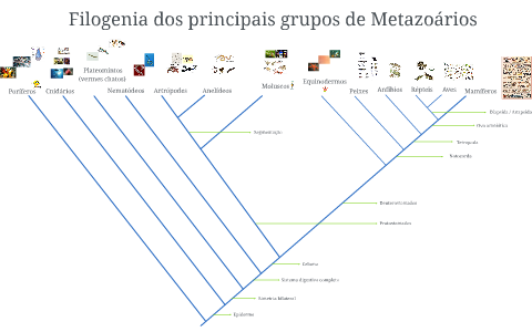 Filogenia simplificada dos Metazoários by Carlos Benhur Kasper on Prezi